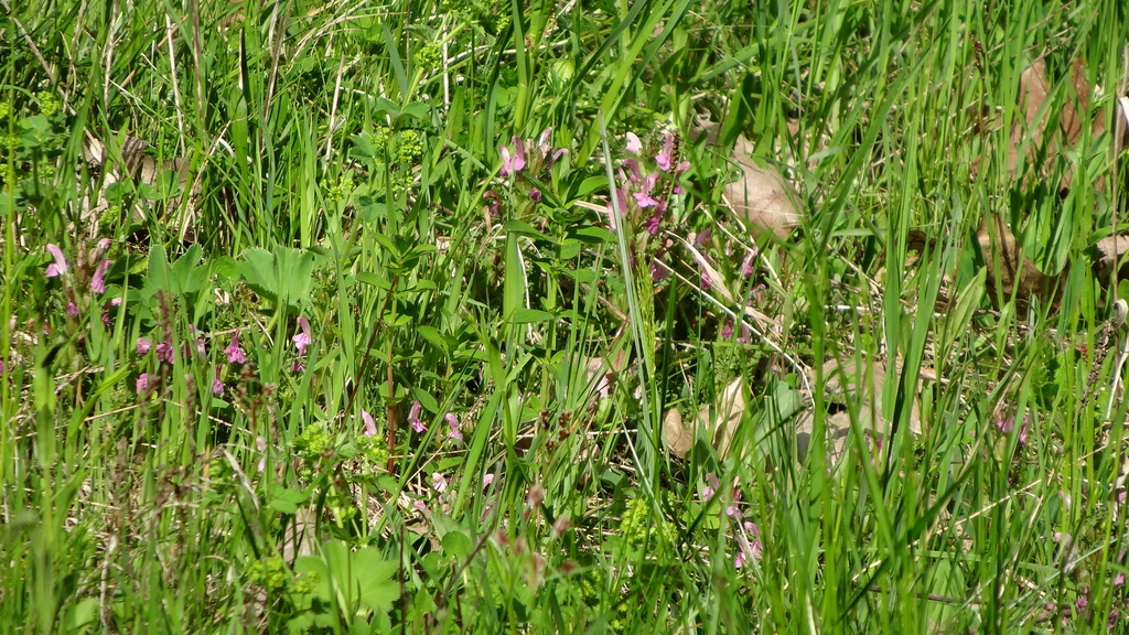 Common Lousewort from Gmünd, Österreich on May 19, 2013 at 04:34 PM by ...