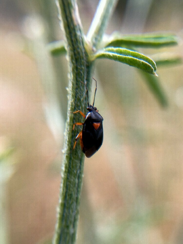 Deraeocoris ribauti from Madrid, España on June 21, 2021 at 12:01 PM by ...