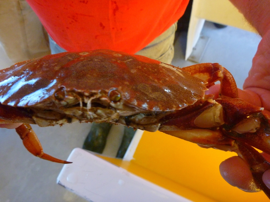 Atlantic Rock Crab from Mt Desert, ME 04660, USA on October 11, 2012 by ...