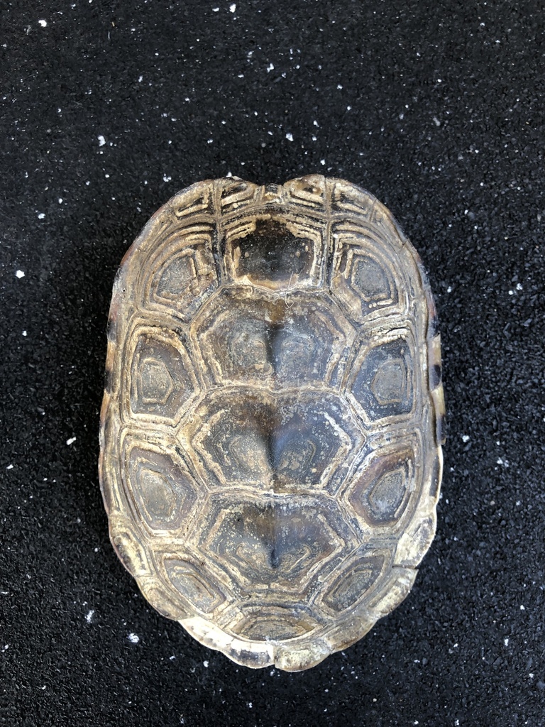 Diamondback Terrapin in December 2023 by dudewise · iNaturalist