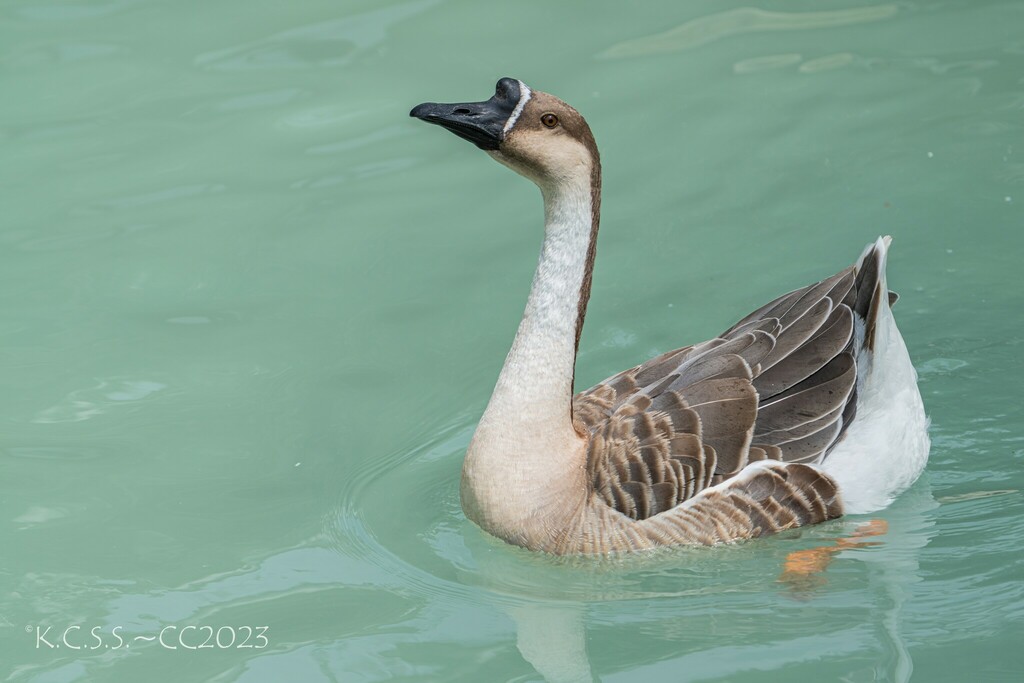 Domestic Swan Goose in August 2023 by kcss · iNaturalist
