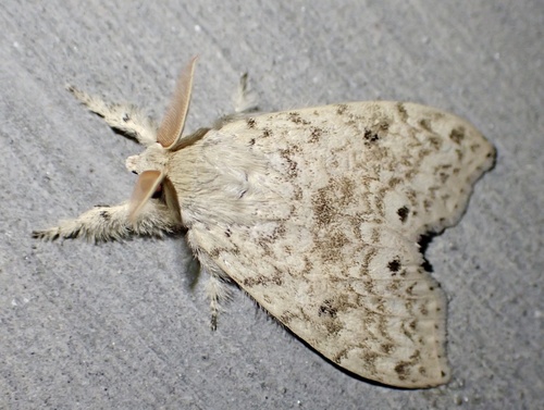 Calliteara bipunctata · iNaturalist