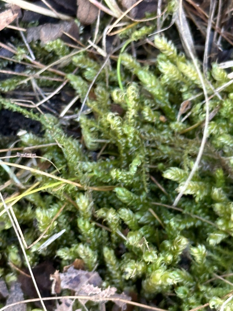 Lindberg's Hypnum Moss in December 2023 by Robert Levy · iNaturalist