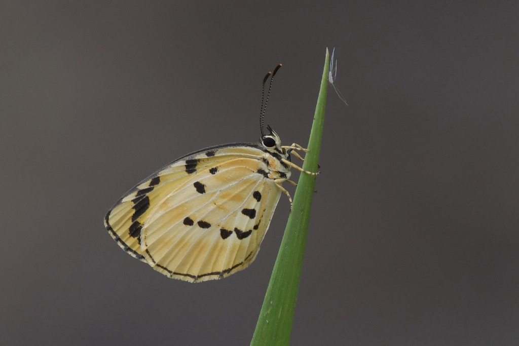 Liptena homeyeri from Ikelenge, Zambia on November 5, 2023 at 10:56 AM ...