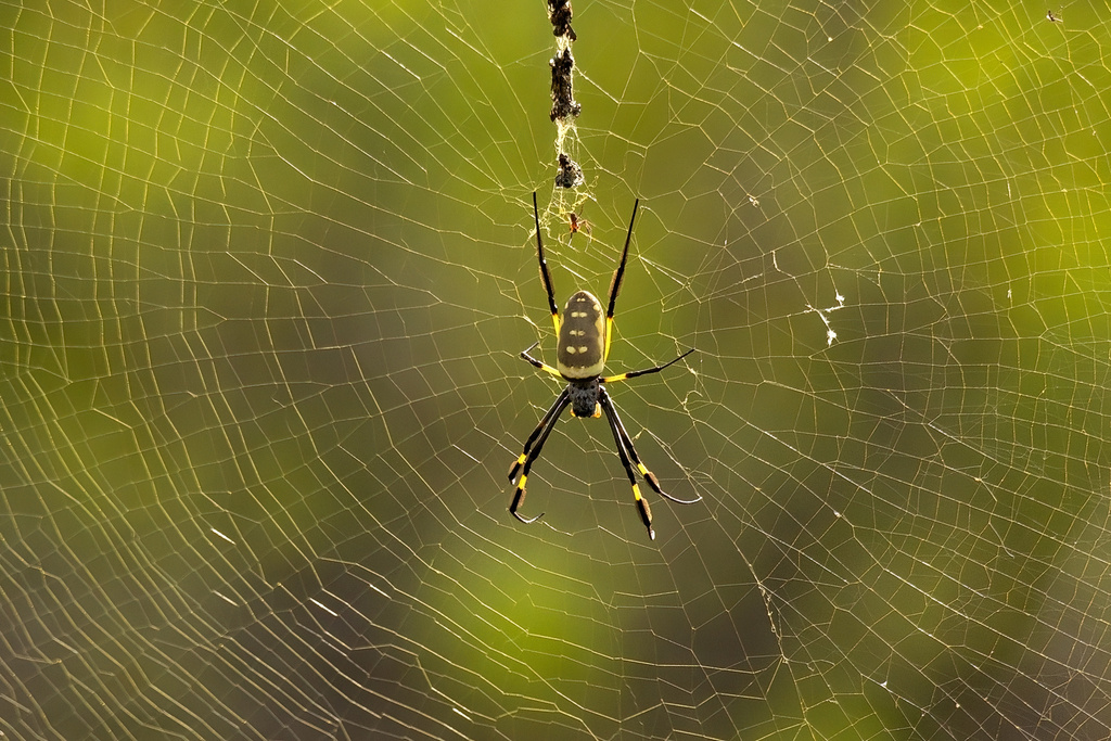 banded-legged golden orb-web spider from Kombo Norte/Saint Mary, Gambia ...