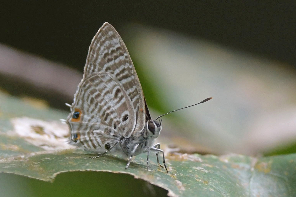 Spotted Hairtail from Ikelenge, Zambia on November 5, 2023 at 02:01 PM ...