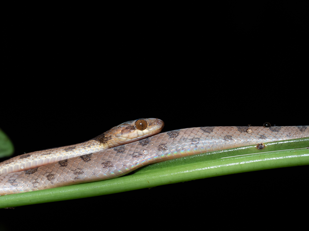 Ornate Cat-eyed Snake from Chilamate, Heredia, Sarapiquí, Costa Rica on ...