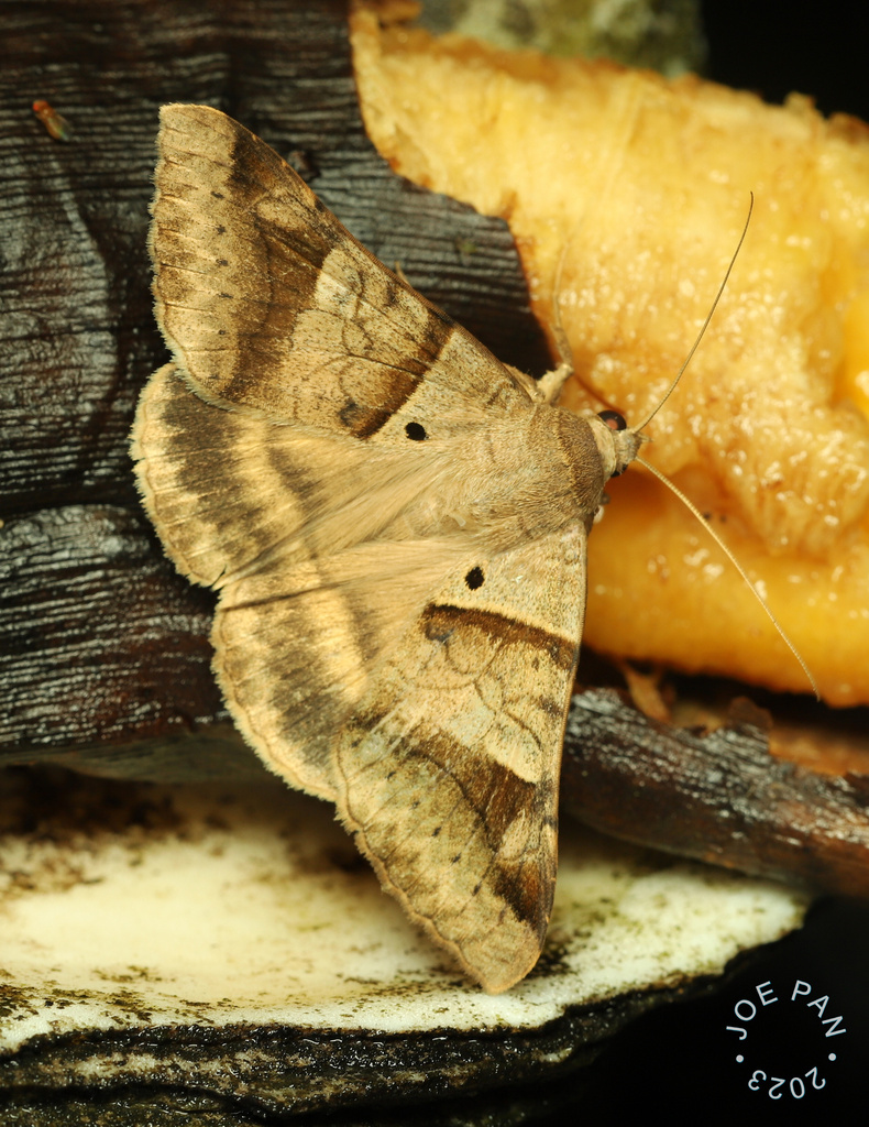 Brown-striped Semilooper from Borneo, Sandakan, Sabah, MY on October 27 ...