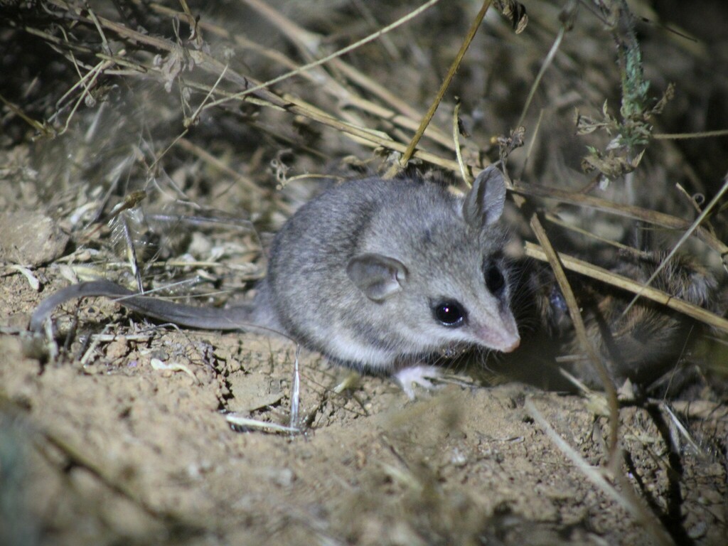 Elegant Fat-tailed Mouse Opossum from Talagante, Región Metropolitana ...