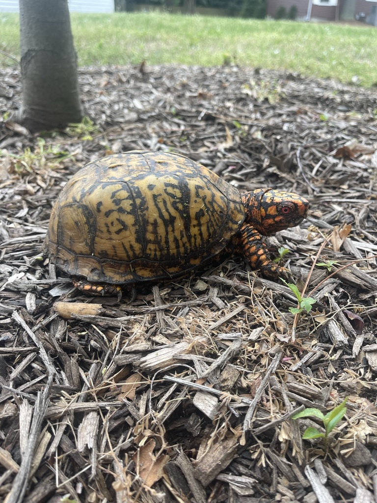 Common Box Turtle in April 2023 by hilker24 · iNaturalist