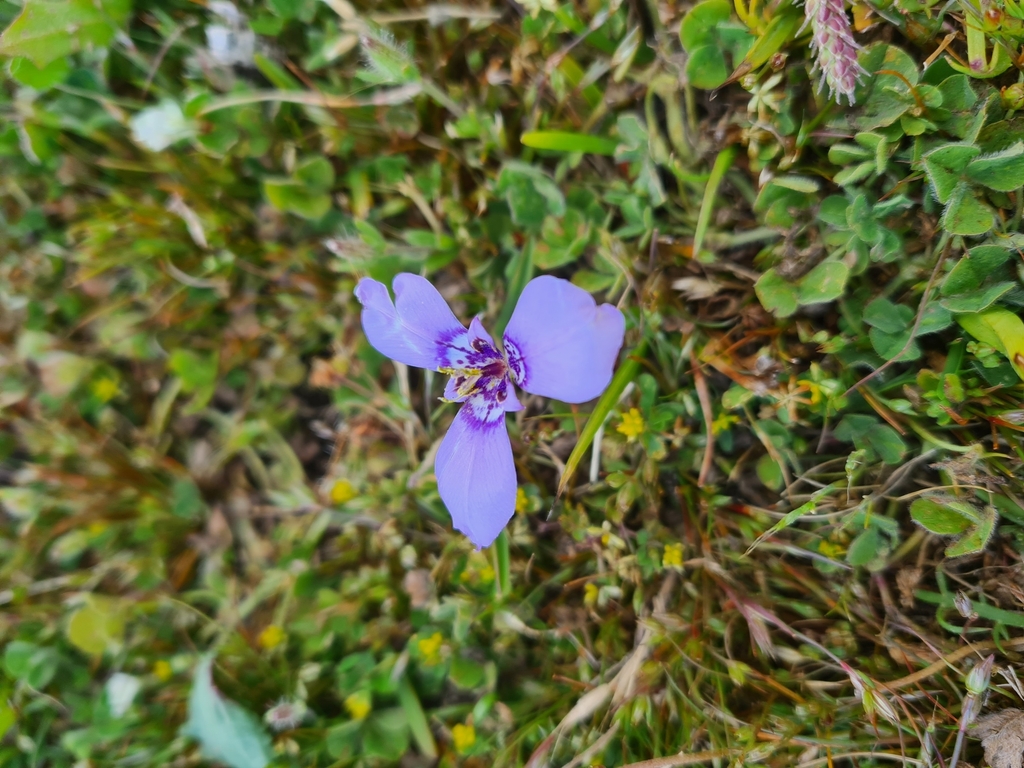 Prairie Nymph from Coronel, Bío Bío, Chile on December 10, 2023 at 01: ...