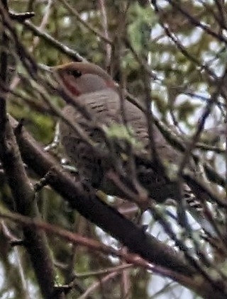 Northern Flicker from Duvall, WA 98019, USA on December 10, 2023 at 11: ...