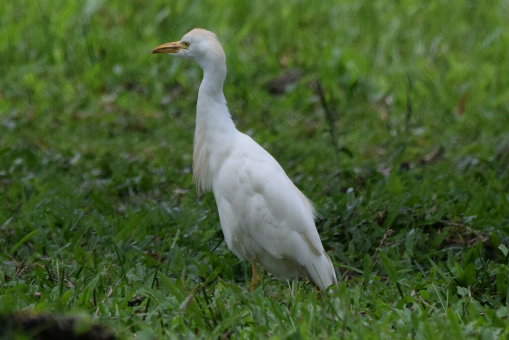 Western Cattle Egret from Santa Cruz, Ecuador on November 4, 2023 at 04 ...