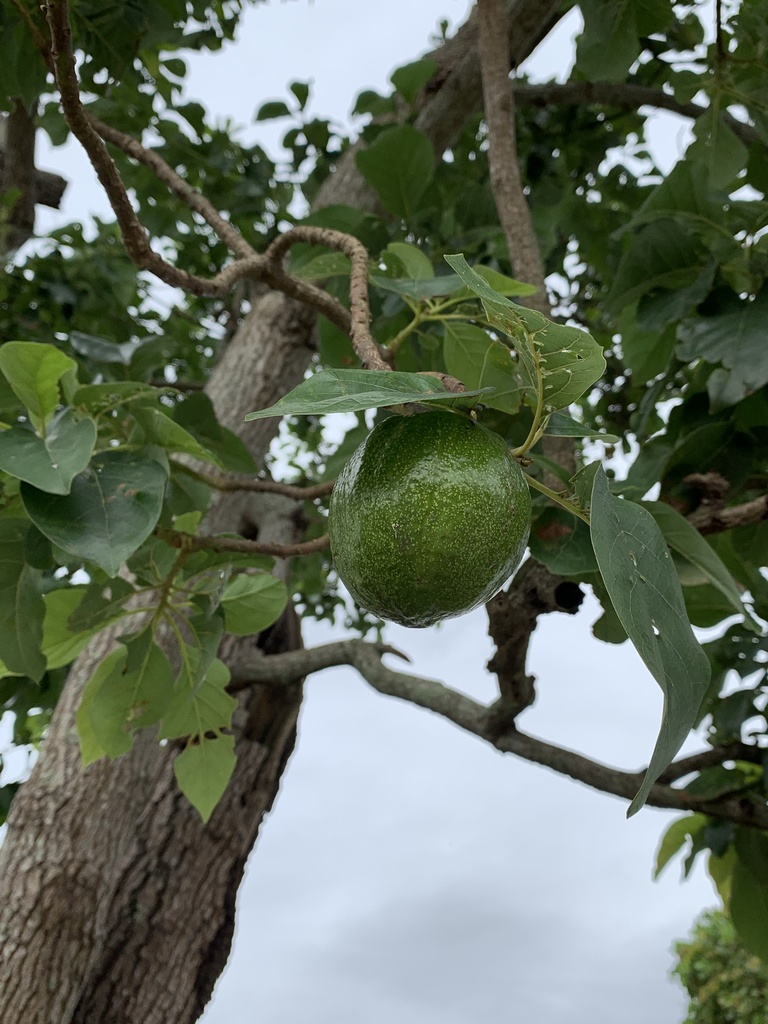 Avocado from Rodovia Paulo de Souza Albernaz, Campos Dos Goytacazes, RJ ...