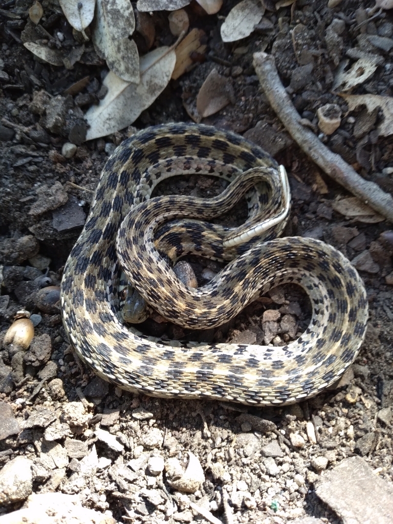 Checkered Garter Snake from Hays County, TX, USA on November 11, 2023 ...