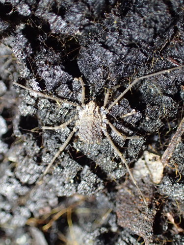 Ortholasma levipes · iNaturalist