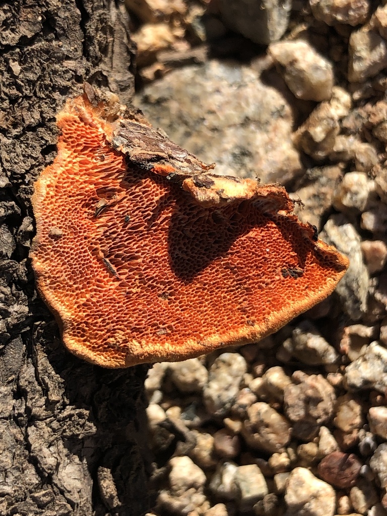 Northern Cinnabar Polypore from Prescott National Forest, Black Canyon ...