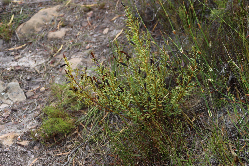 Honeybushes from Marloth Trail, day 4, Kruispad on Die Plaat (e of Leeu ...