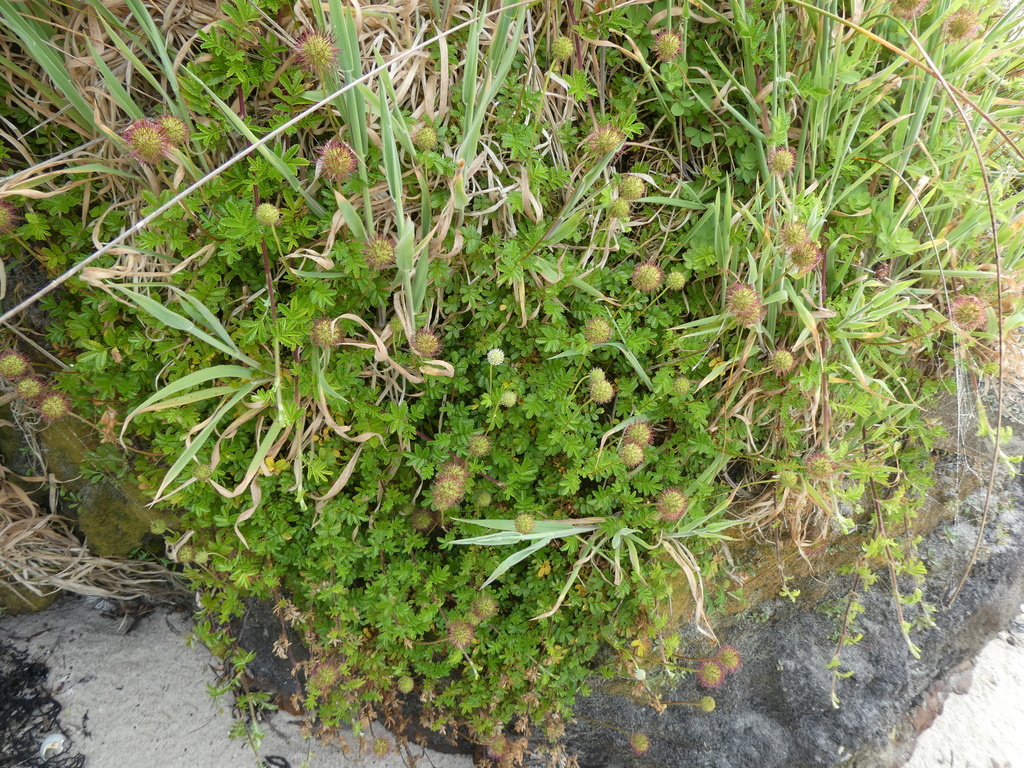 Sand bidibid from King Island, TAS, Australia on November 30, 2023 at ...