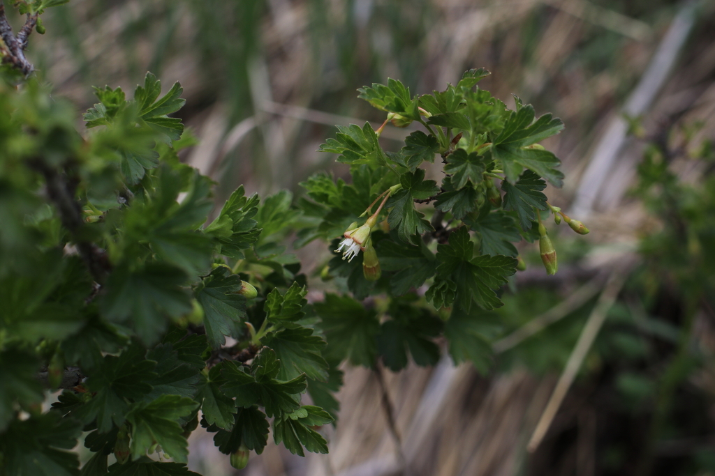 white-stemmed gooseberry from Routt County, CO, USA on May 20, 2023 at ...