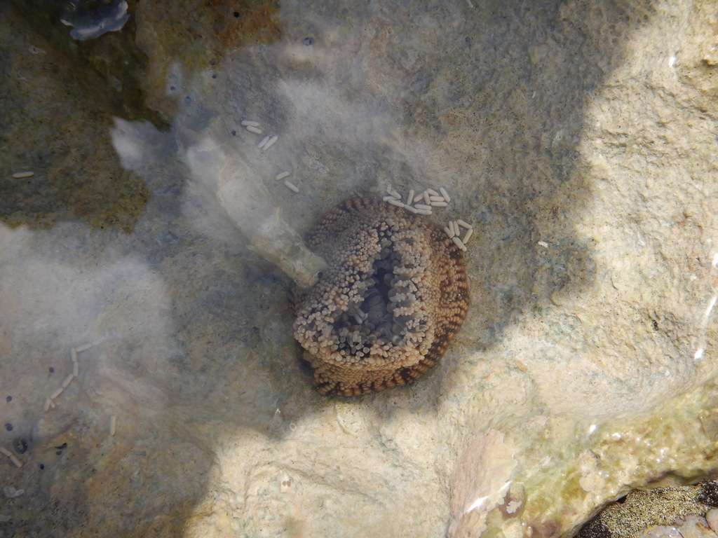 Bunodosoma granuliferum from Othón P. Blanco, Quintana Roo, Mexico on ...