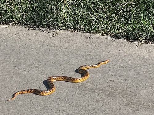 (Pituophis deppei deppei) - Snakes and Lizards