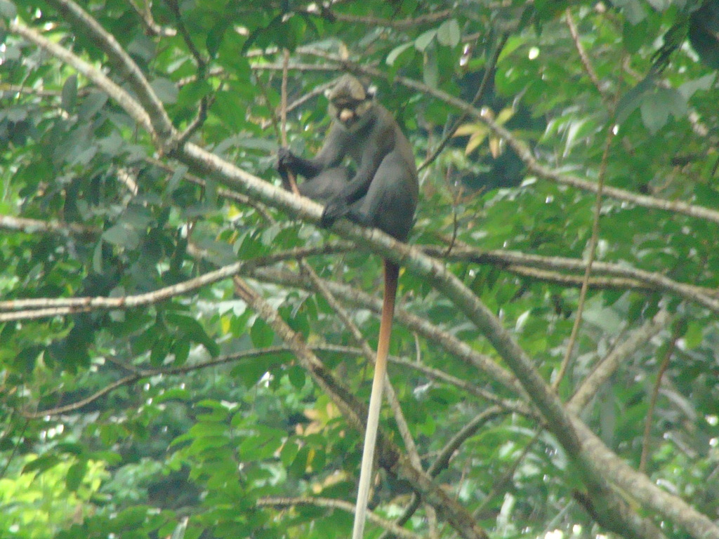 Sclater's Monkey in December 2008 by Edem Archibong Eniang · iNaturalist