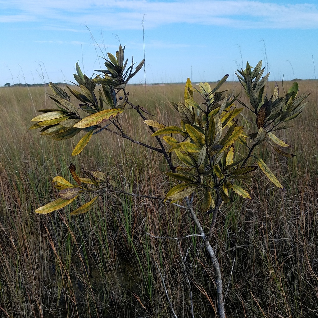 Swamp Bay from Miami-Dade County, FL, USA on December 9, 2023 at 09:17 ...