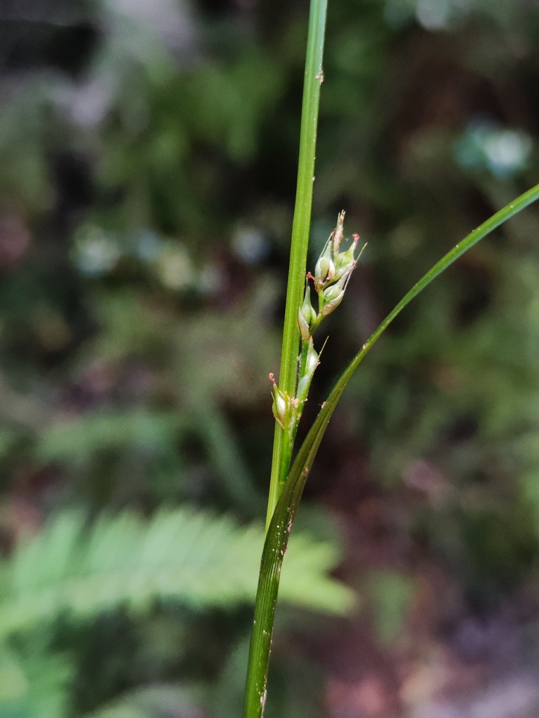 Forest Sedge from Wynberg NU (2), Cape Town, 7824, Südafrika on ...