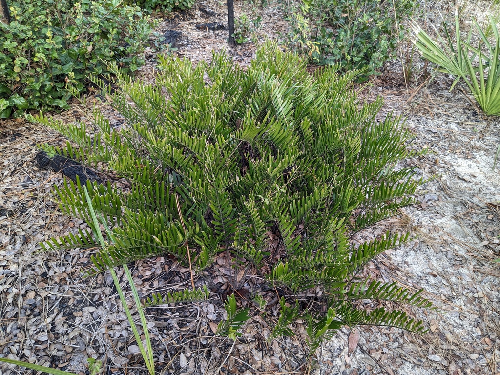 Coontie from Marion County, FL, USA on December 9, 2023 at 01:06 PM by ...