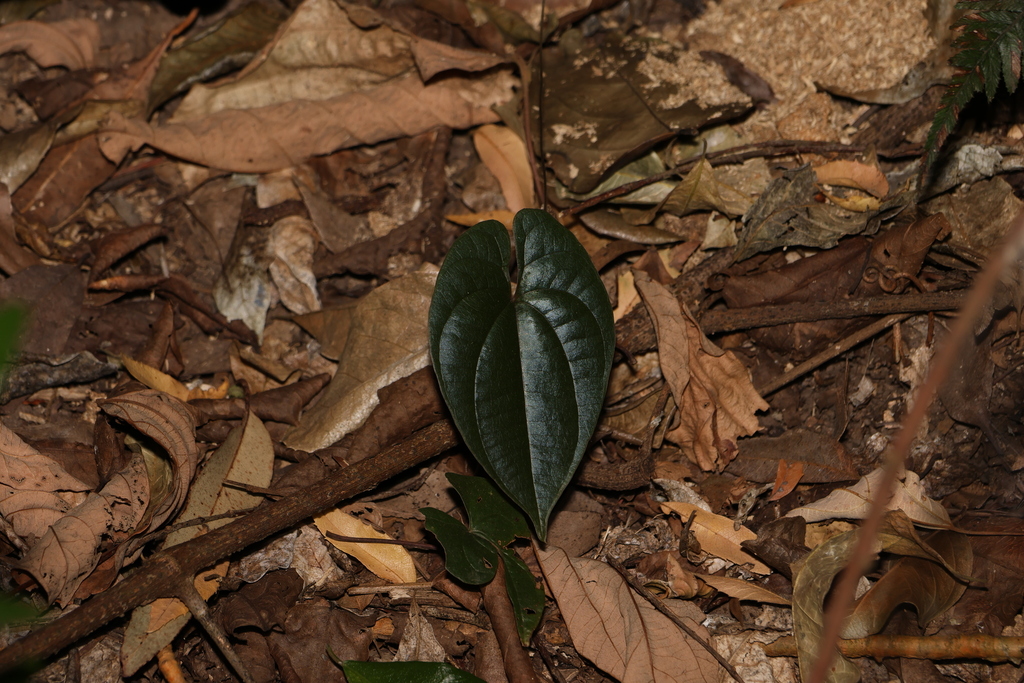 Common Yam Vine from Mount Coot-Tha QLD 4066, Australia on December 10, 2023 at 08:20 PM by Greg ...