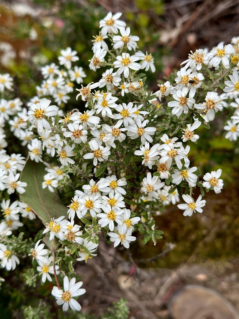 Asthma Bush from Tasmania, Wellington Park, TAS, AU on December 06 ...