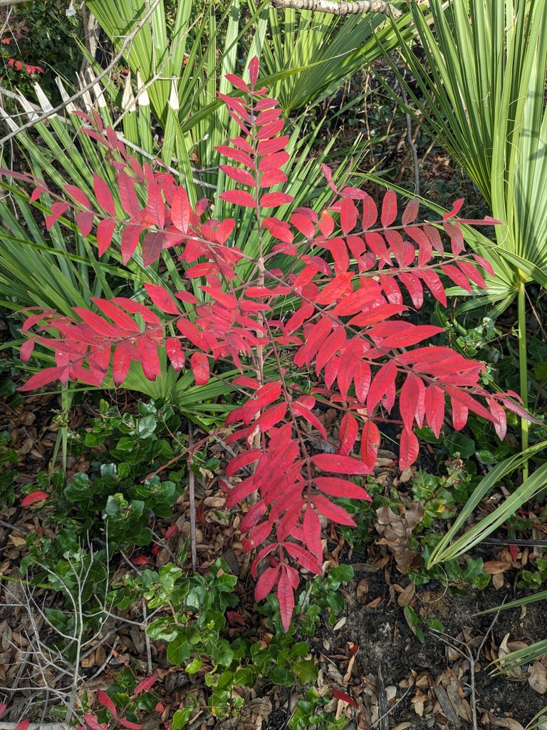 shining sumac from Marion County, FL, USA on December 9, 2023 at 03:32 ...