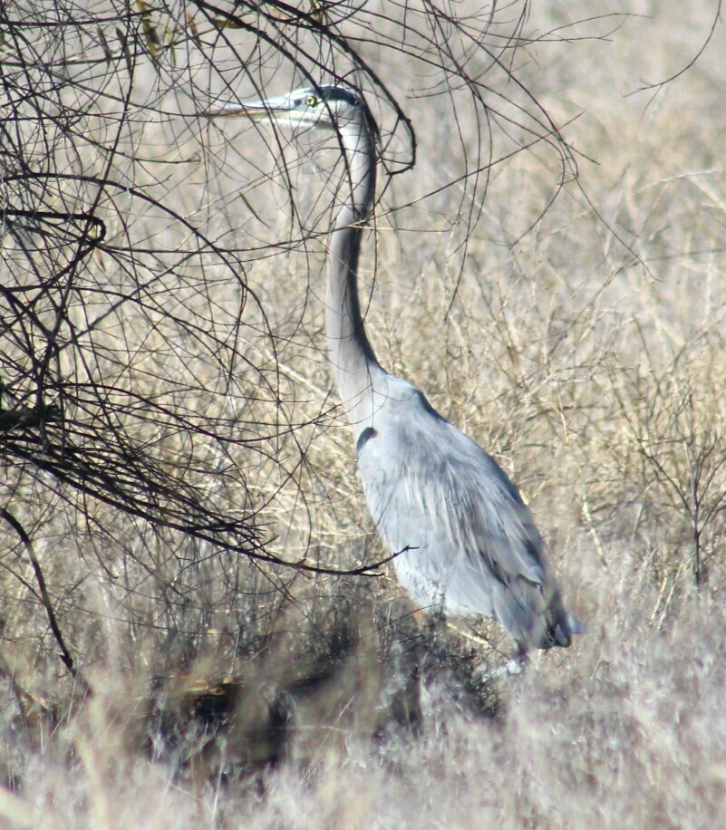 Great Blue Heron from San Diego County, CA, USA on December 8, 2023 at ...