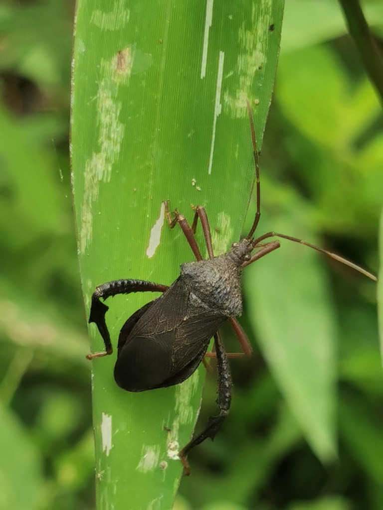 Florida Leaf-footed Bug from Renacimiento District, Chiriquí Province ...