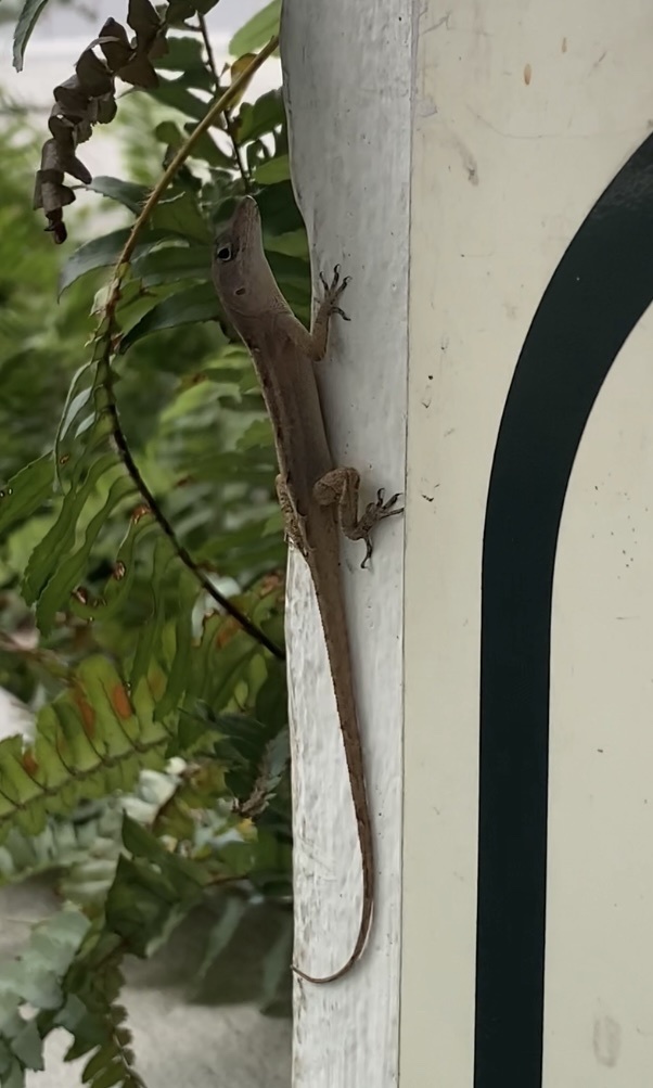Lizards from Calle 74 Este, Panama City, Panamá, PA on December 10 ...