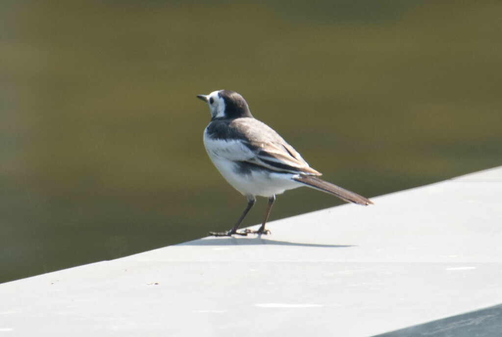 Amur Wagtail from Liuzhou, Guangxi, China on November 27, 2023 at 11:47 ...
