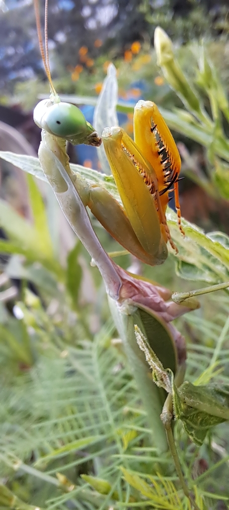Golden-armed Mantis from Queenstown, Singapore on December 10, 2023 at ...