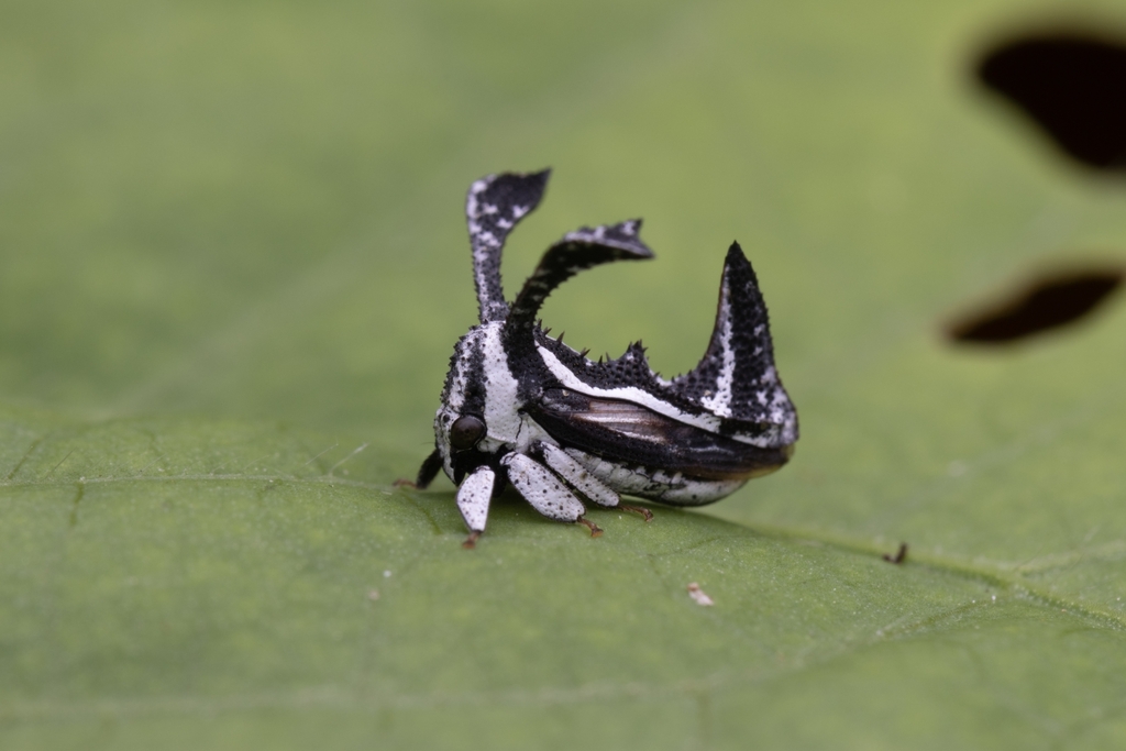 Notocera cruciata from Charlesburg, Paramaribo, Suriname on March 11 ...