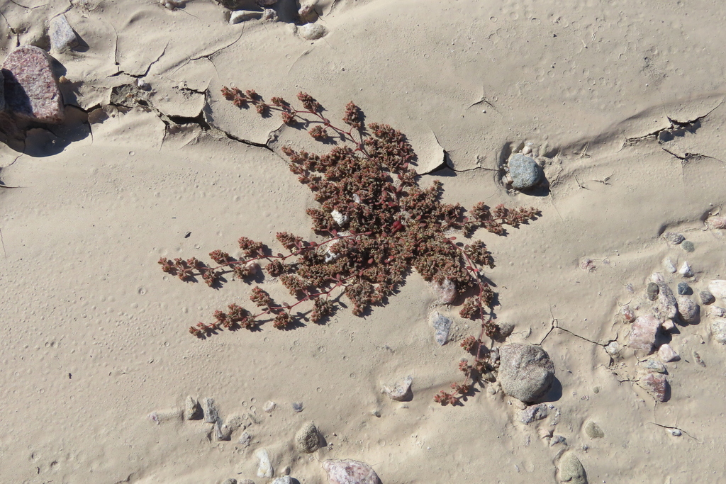 Yuma Sandmat from Riverside County, CA, USA on December 9, 2023 at 12: ...