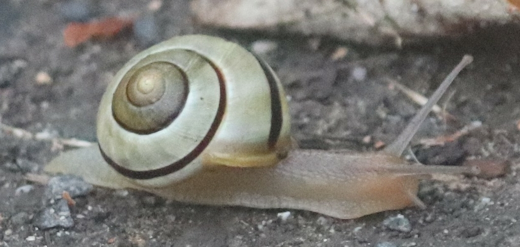 Brown-lipped Snail from University District, Seattle, WA, USA on July 24, 2023 at 07:43 PM by ...
