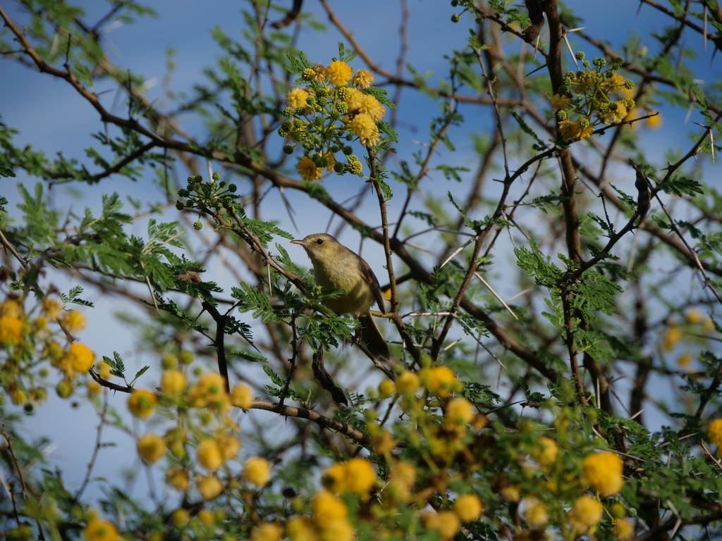 Rodrigues Warbler in November 2023 by pkunnen · iNaturalist