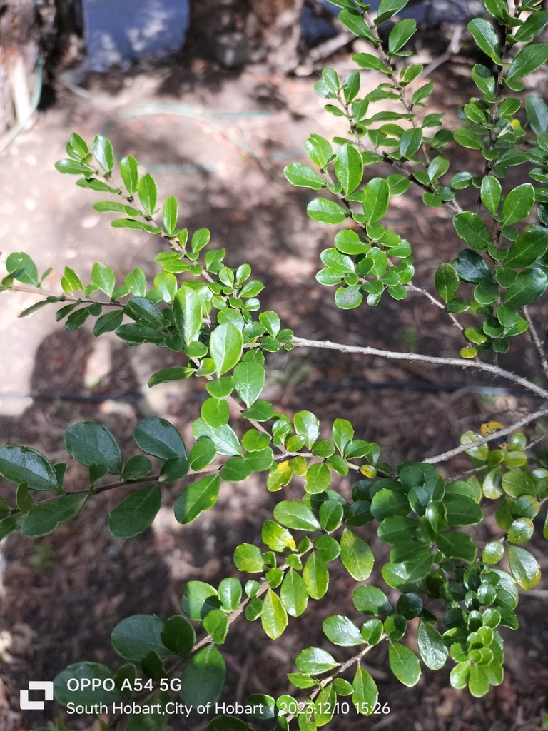 flowering plants from South Hobart TAS 7004, Australia on December 10 ...
