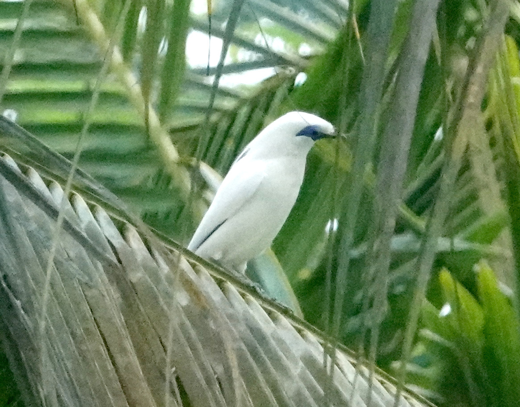 Bali Myna in October 2023 by Pete Woodall. 0326 Captive bred but ...