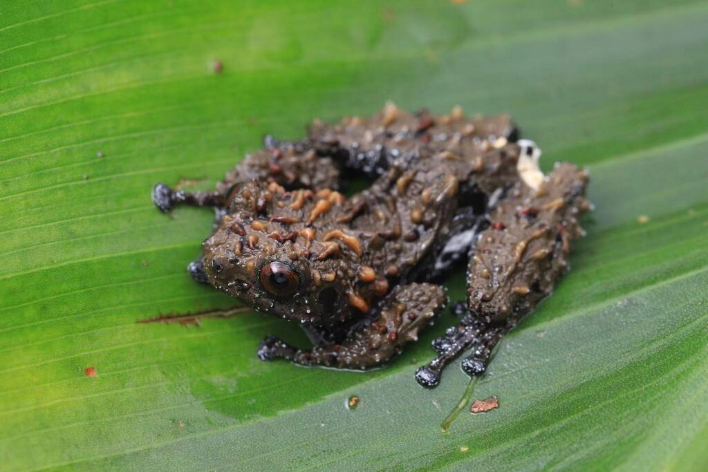 Theloderma moloch in May 2023 by unu · iNaturalist