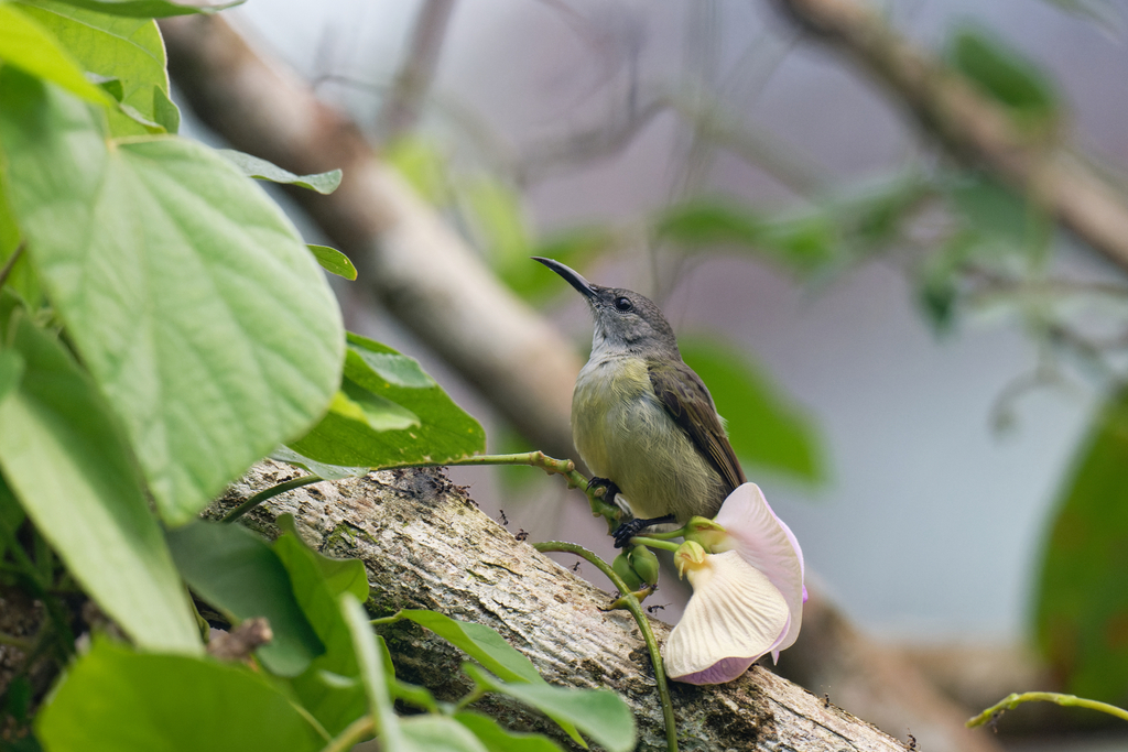 Black Sunbird from West Halmahera Regency, North Maluku, Indonesia on ...