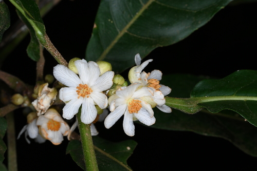 bodoquera de mono, daña gato, pepa con pelo, pepa rompe cabeza (Mayna ...