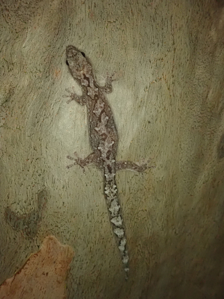 Clouded Velvet Gecko from Mount Coot-Tha QLD 4066, Australia on ...