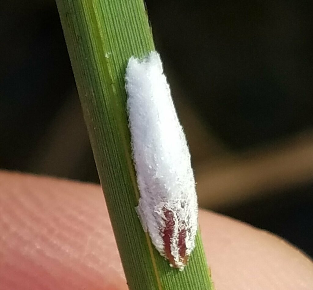 Scale Insects from Miami-Dade County, FL, USA on December 9, 2023 at 09 ...