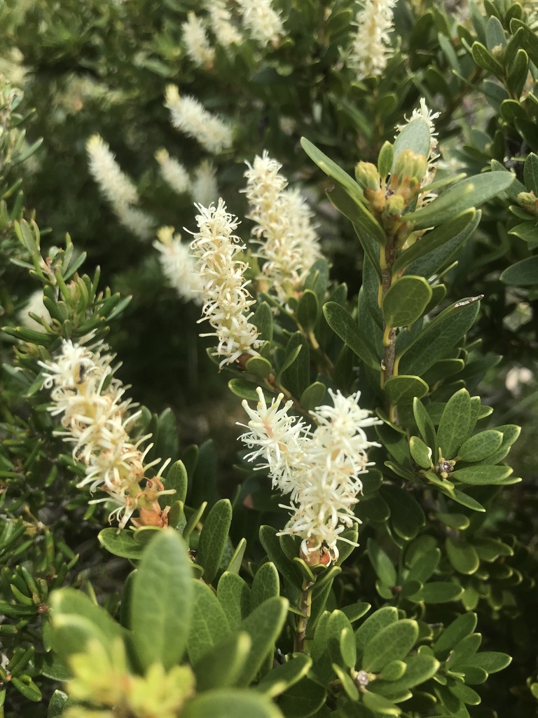 Alpine Orites from Perisher, Perisher Valley, NSW, AU on December 11 ...